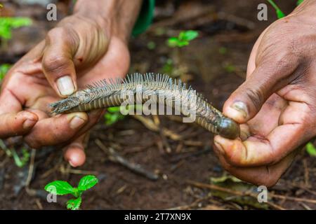 A millipede in the family Spirobolidae in the order Spirobolida, Waigeo ...