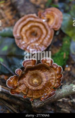 Yellow stemmed micropore (Microporus xanthopus), growing on Waigeo ...