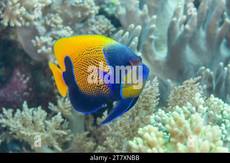An adult blue girdle angelfish (Pomacanthus navarchus), off Bangka ...