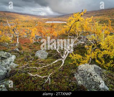 View of silver birch (Betula pendula) and fells, autumn colour, Norway ...