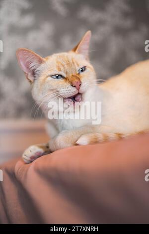 Adorable White Cat Making Silly Expressions Stock Photo - Alamy