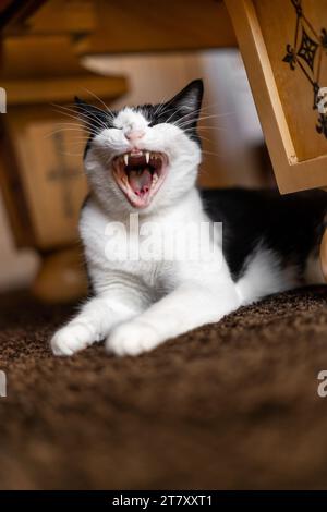 Handsome Dapper Expression House Cat Portrait Funny Face Yawn Stock ...