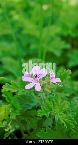 Closeup of flower head of Pelargonium graveolens also known as Rose ...