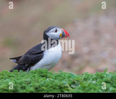 A puffin stood on the slopes above the cliff tops at The Wick on Skomer ...