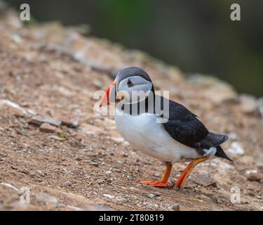 A puffin stood on the slopes above the cliff tops at The Wick on Skomer ...