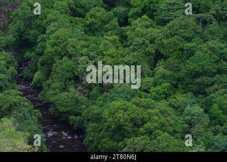 View of a dense patch of wild, water-lilies growing on a section of ...