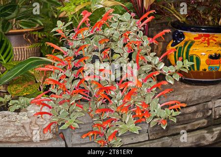 Columnea hirta variegata, Goldfish Plant, covered with masses of vivid ...