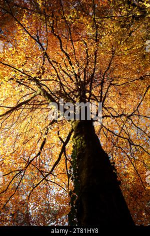 Beech tree profile with autumn leaf colour Stock Photo - Alamy