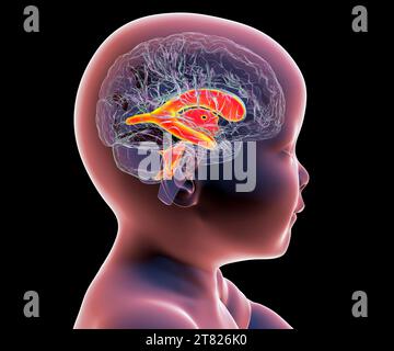 Baby with normal brain ventricles, illustration Stock Photo - Alamy