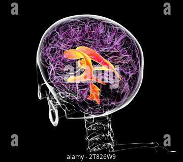 Interventricular foramen, illustration Stock Photo - Alamy