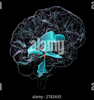 Computer illustration of the cerebral aqueduct, a narrow channel in the ...