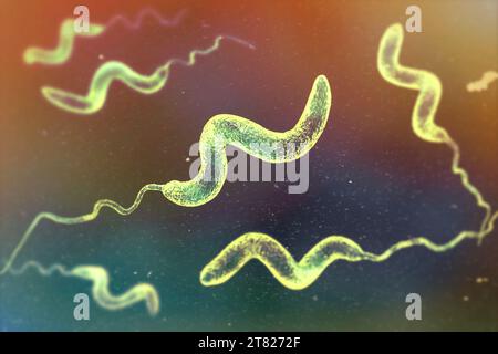 Campylobacter bacteria, illustration Stock Photo - Alamy