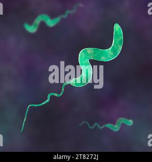 Campylobacter bacteria, illustration Stock Photo - Alamy