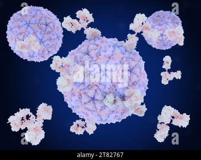 Foot-and-mouth disease virus. Molecular model of the foot-and-mouth ...
