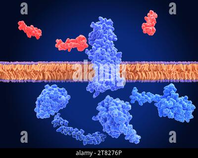Illustration of a semaglutide peptide (blue) bound to its target ...