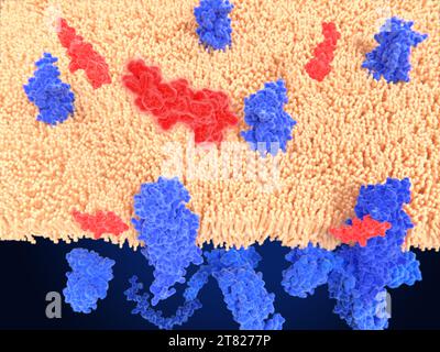 GLP-1 receptors and semaglutide agonists, illustration Stock Photo - Alamy