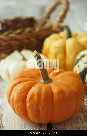 Different types of mini pumpkins color background Stock Photo - Alamy