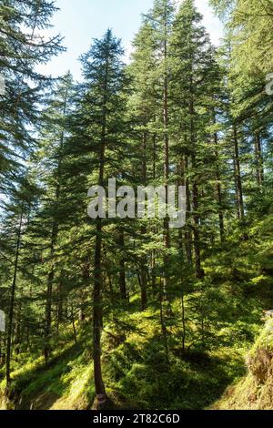 Deodars cedar trees in Dandeshwar, Jageshwar Road, Almora, Uttarakhand ...