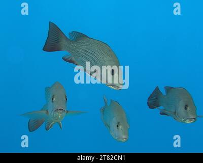 Mangrove red snapper (Lutjanus argentimaculatus), dive site House Reef ...