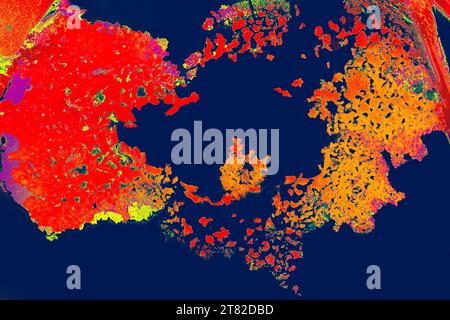 Ebru marbling handmade art, traditional Ebru technique. abstract ...