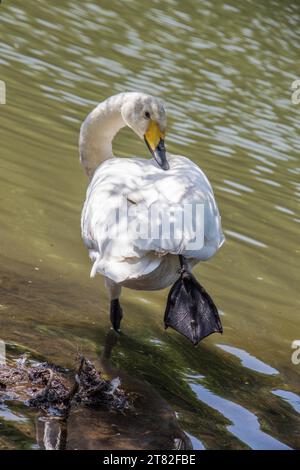 Single swans lives in the natural environment Stock Photo - Alamy