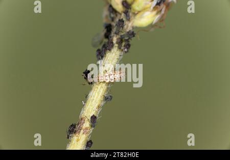 The elongated light-coloured lacewing larvae (Chrysopidae), also known ...
