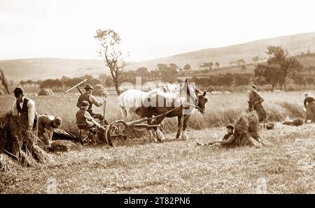 Farming (reaping), Victorian period Stock Photo - Alamy
