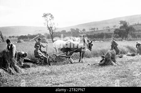 Farming (reaping), Victorian period Stock Photo - Alamy