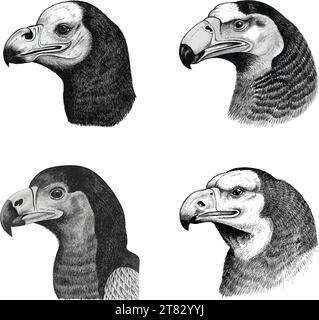 California hand drawn cartoon doodle illustration. Funny USA State ...