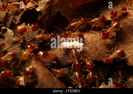 Termites walking in nature background Stock Photo - Alamy