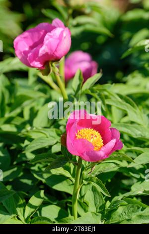 Paeonia humilis, dwarf peony, Paeonia officinalis subsp. humilis ...