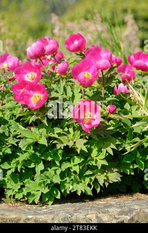 Paeonia humilis, dwarf peony, Paeonia officinalis subsp. humilis ...