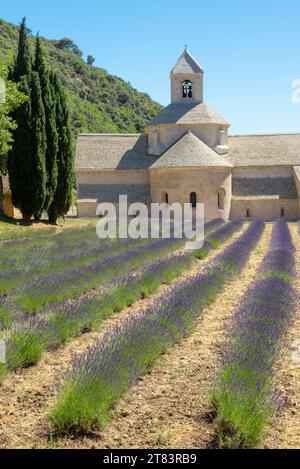 Perspective view of rows with blooming purple lavender flowers under ...