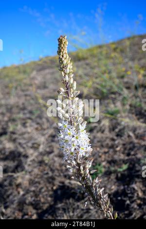 Drimia is a genus of flowering plants. In the APG IV classification ...