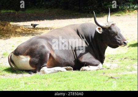 The banteng (Bos javanicus), also known as tembadau, is a species of ...