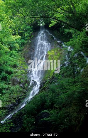 Wilson Falls along Wilson River Trail, Tillamook State Forest, Oregon ...