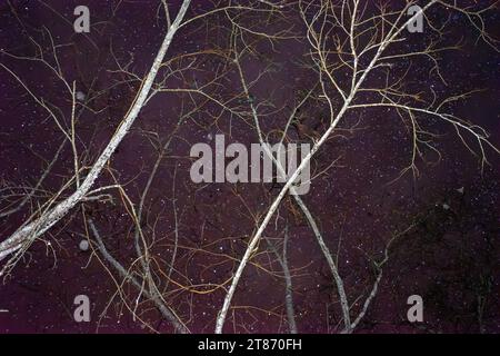 Pictures serie of the starry night over the Amazon Forest in Mato ...