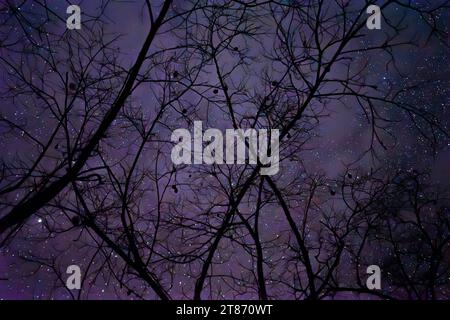 Series of pictures of the starry night over the Amazon Forest in Mato ...