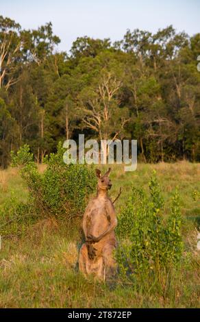 Large Male Eastern Grey Kangaroo (Macropus giganteus) in the Tinchi Tamba Wetlands, Queensland ...
