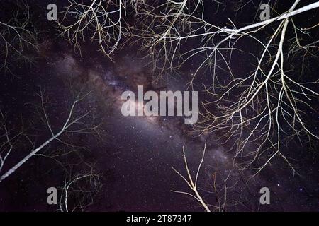 Pictures serie of the starry night over the Amazon Forest in Mato ...