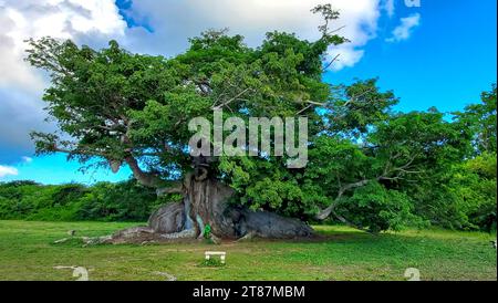 Old silk-cotton tree (Ceiba pentandra) in Poilao da Boa Entrada ...