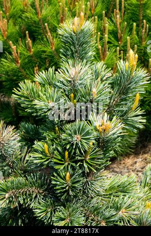 Foxtail Pine (Pinus balfouriana) tree, known as Methuselah, is over ...