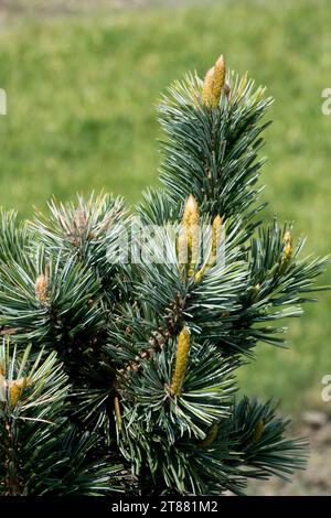 Foxtail Pine (Pinus balfouriana) tree, known as Methuselah, is over ...