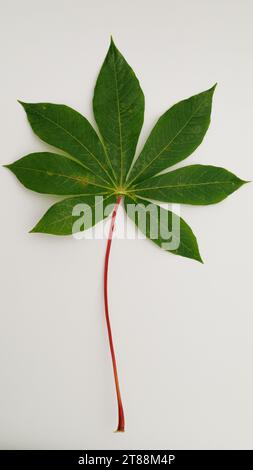 Single cassava leaf isolated on white background Stock Photo - Alamy