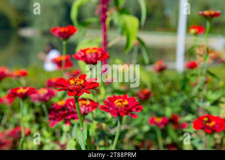 Blooming red flowers in Jawaharlal Nehru Memorial Botanical Gardens in ...