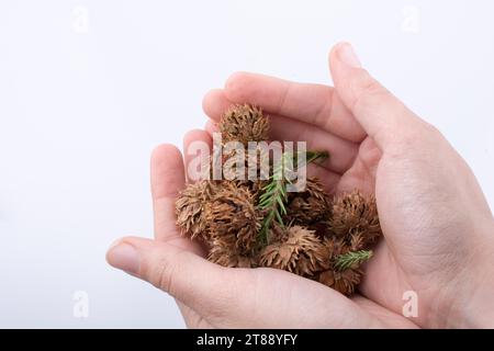 Hand holding brown pods, capsules in hand on a white background Stock ...