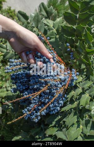Wild fruit found in the tree in nature Stock Photo - Alamy