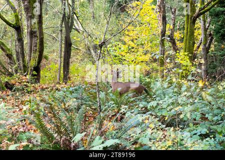 Wildlife in Discovery park in Seattle Stock Photo - Alamy