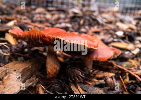 Seattle, USA. 10th Nov, 2023. Wild mushrooms of the PNW Stock Photo - Alamy