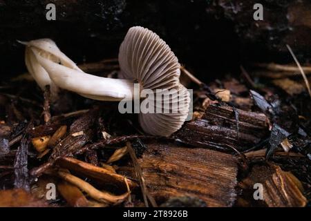 Seattle, USA. 6th Nov, 2023. Wild mushrooms of the PNW Stock Photo - Alamy